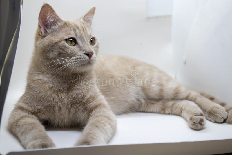 354 Persian Cat Light Gray Background Stock Photos - Free & Royalty ...