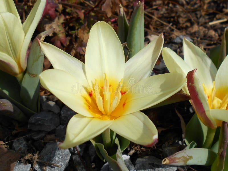 Light-yellow tulip stock image. Image of lightyellow - 116266215