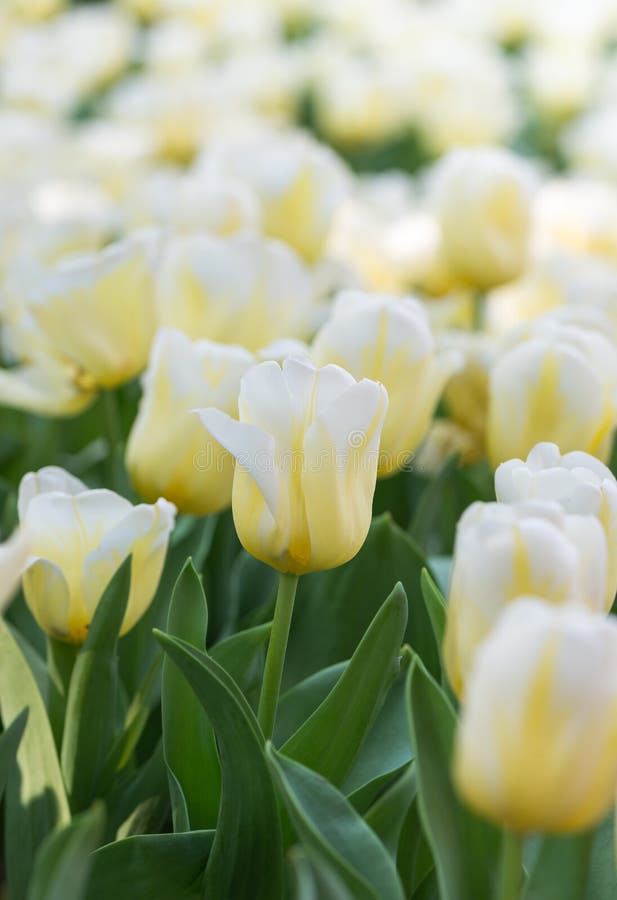 Light yellow tulip stock image. Image of color, tulip - 67348499