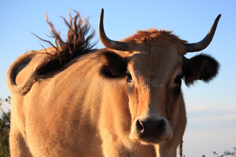 Lightbrown Cow is Wagging Its Tail Stock Image - Image of wagging, away ...
