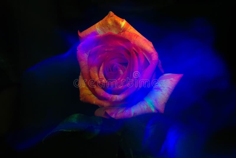 Lightbrush Dark Rose Myst Fog Flower Stock Photos - Free & Royalty-Free ...