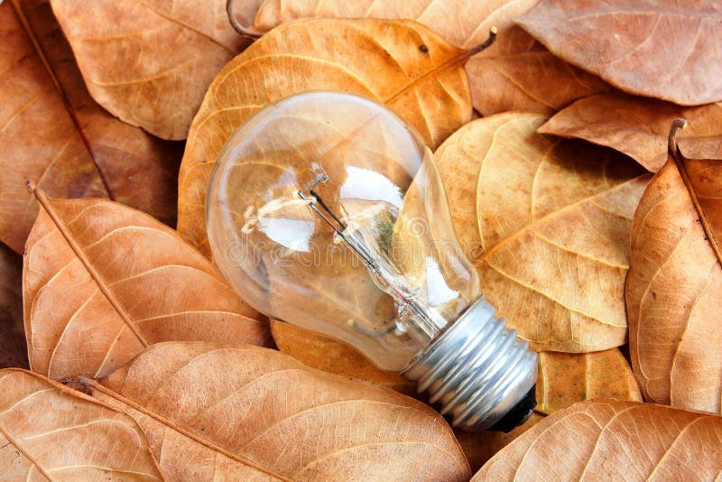 Lightbulb on dry leaf stock photo. Image of heat, bright - 22787028
