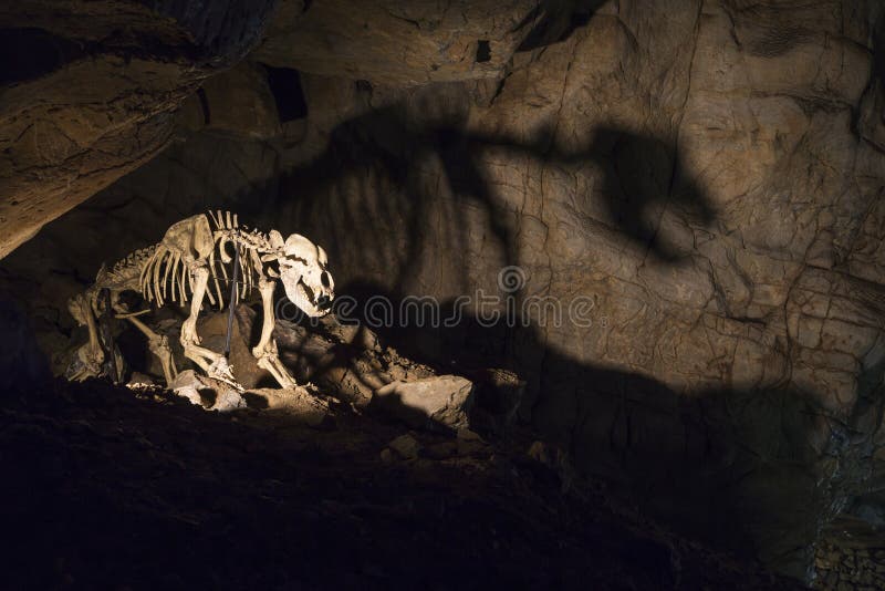 Cave Bear - Ursus Spelaeus - Skeleton Stock Photo - Image of ursus ...