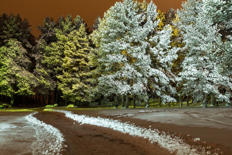 Lighted forest stock image. Image of outdoors, january - 64880879