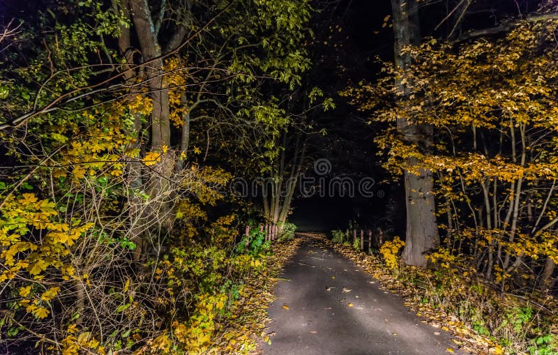 Lighted Path with Fallen Leaves at Night Stock Image - Image of ...