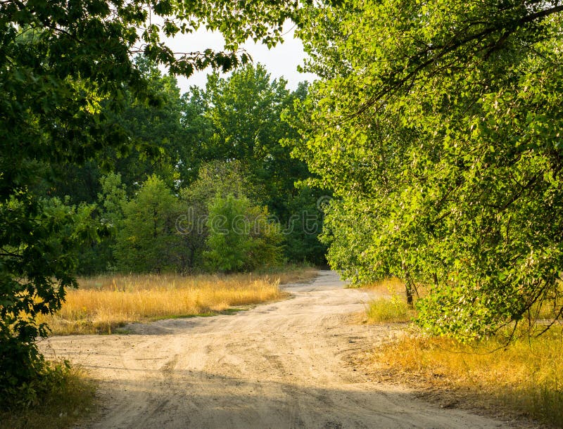 Lighted trail in forest stock photo. Image of path, natural - 57620760