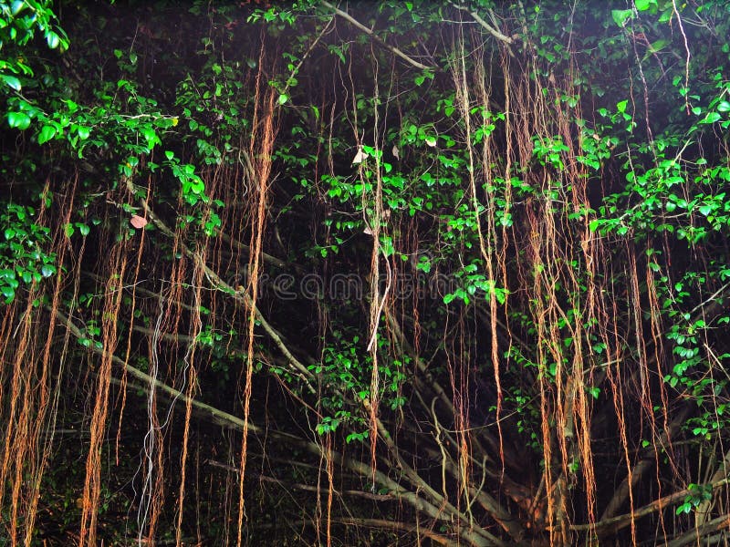 A lighted tree by night stock photo. Image of leaves - 15996262