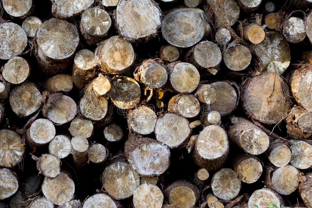 Lighted up tree log. stock photo. Image of forest, wood - 88368192