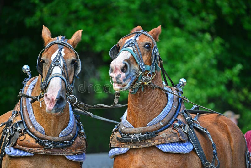 Lighten the Load after a Team Pulling Concrete Sled HDR. Stock Image ...