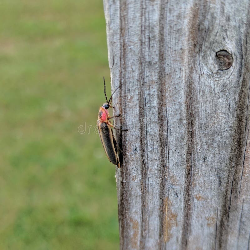 Lightening bug firefly stock image. Image of legs, antenna - 123376803
