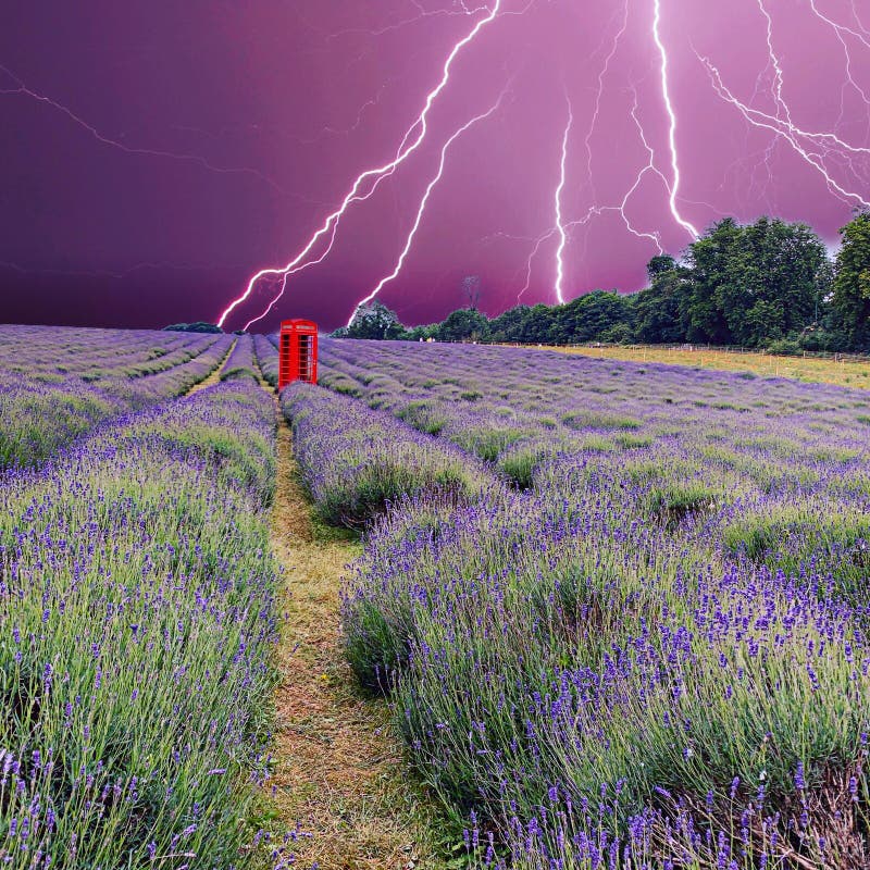 Lightening Storm Over the Lavender Fields. Stock Photo - Image of ...