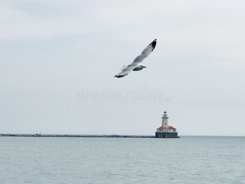 Lighthouse blues stock photo. Image of bird, lighthouse - 90746032