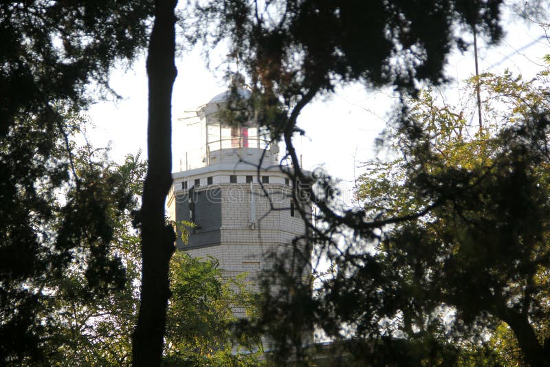 A Lighthouse Can Be Seen Behind the Pine Tree Stock Image - Image of ...