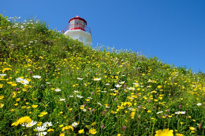 Lighthouse and flowers stock image. Image of lighthouse - 77442679
