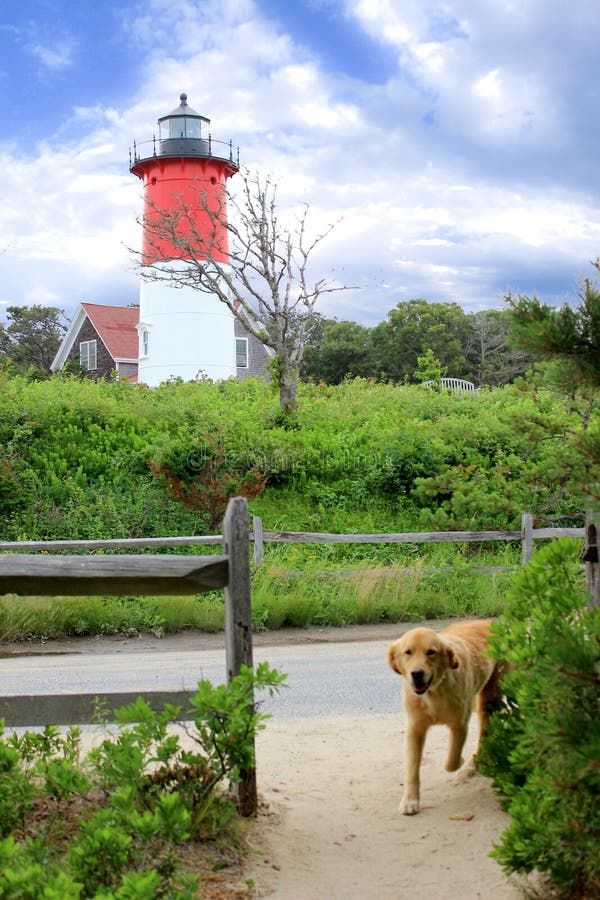 720 Lighthouse Dog Stock Photos - Free & Royalty-Free Stock Photos from ...