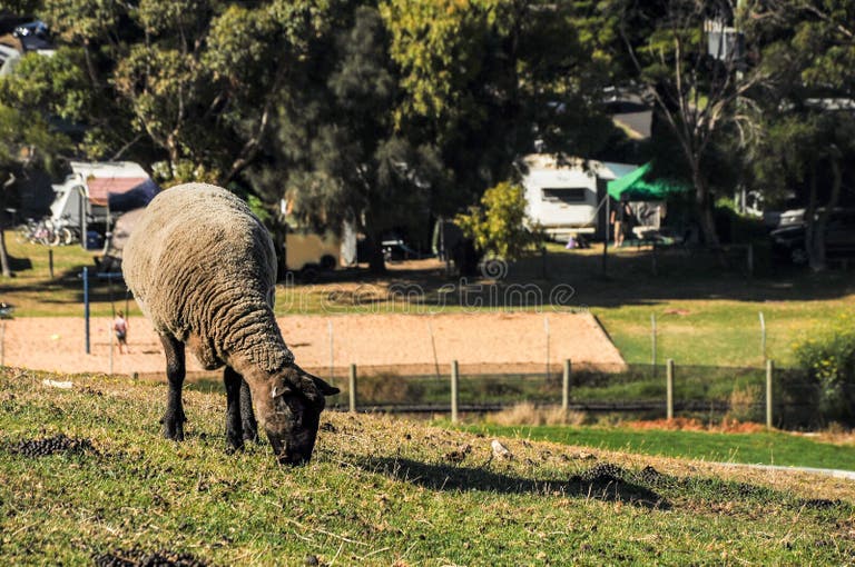 The Lighthouse at Warrnambool. Stock Photo - Image of january ...