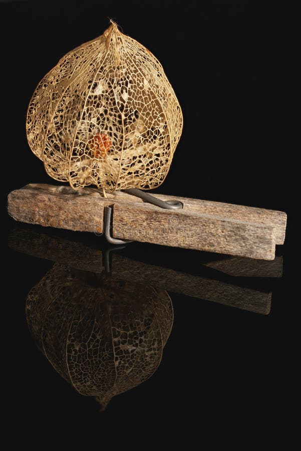 Lighting Accessory, Lighting, Still Life Photography, Light Fixture ...