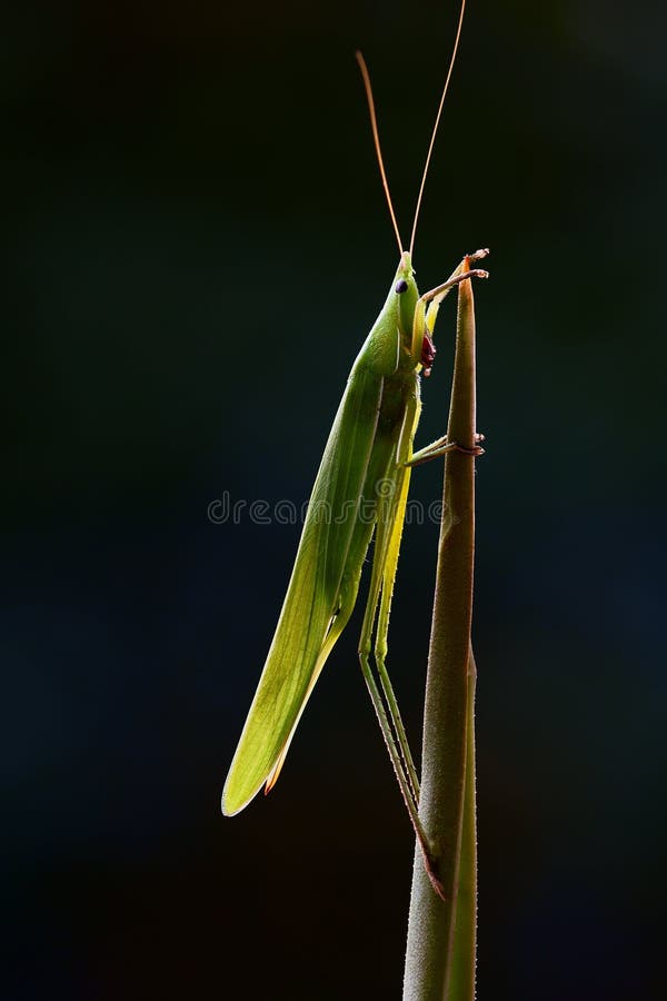 Lighting Bug stock image. Image of featured, animals, wildlife - 5601707