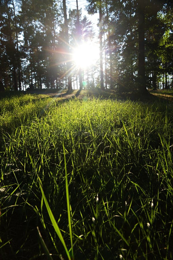 Lighting on Grass Blade at Night Stock Image - Image of season, nature ...