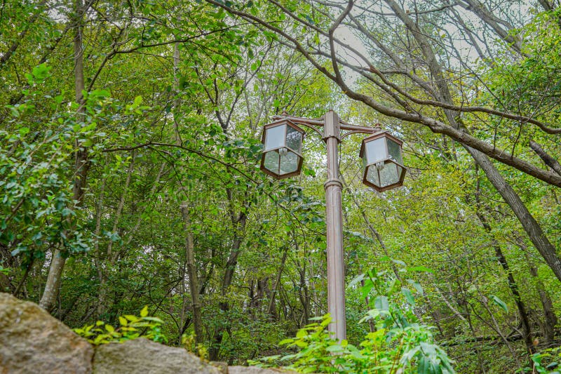 A Lighting Lamp Post with Glowing Lamp in the Middle of the Forest ...