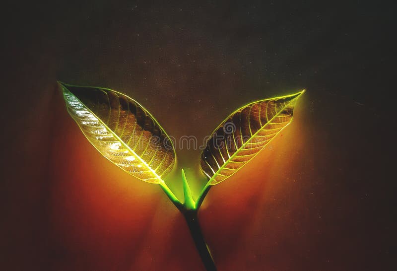 Lighting leaf colour stock image. Image of colour, petal - 240420243