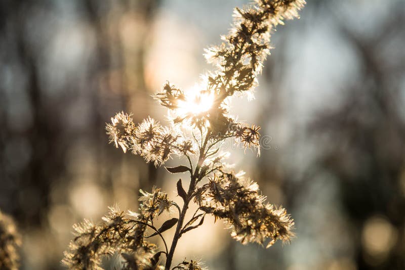 Lighting nature stock image. Image of lighting, sunset - 110903653