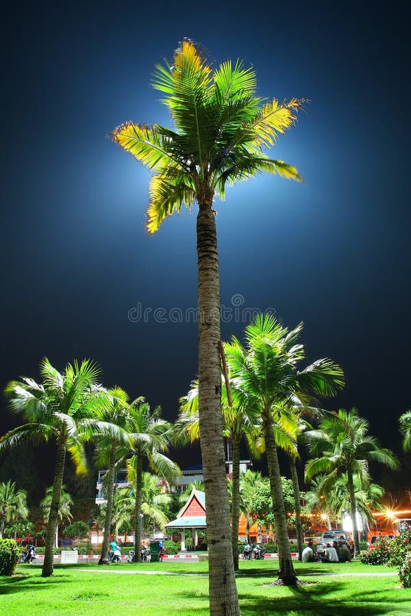 Palm Trees at Night stock image. Image of light, illumination - 1008403
