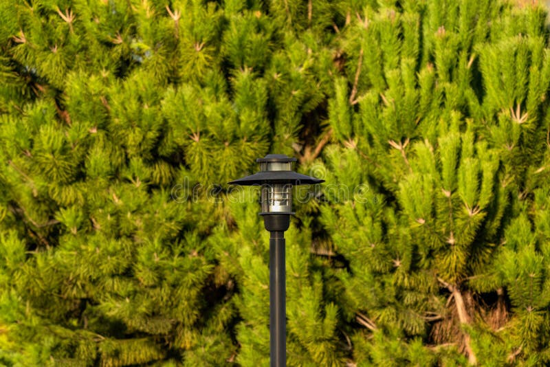 Lighting Pole in Front of the Trees. Tree Fence and Lamp Stock Photo ...