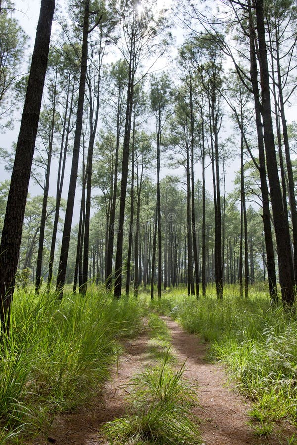 Lighting Tree Trail stock photo. Image of mist, leaf - 47908128