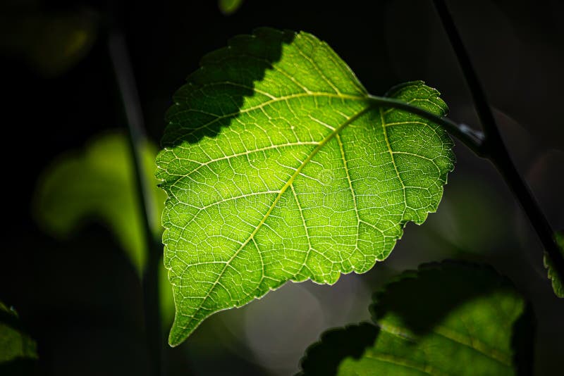 The Lighting Under Green Leaves Mulberry with the Pattern of Leaf Stalk ...