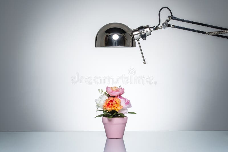 Lighting Up Pink Flower Pot with Desk Lamp Stock Photo - Image of leaf ...