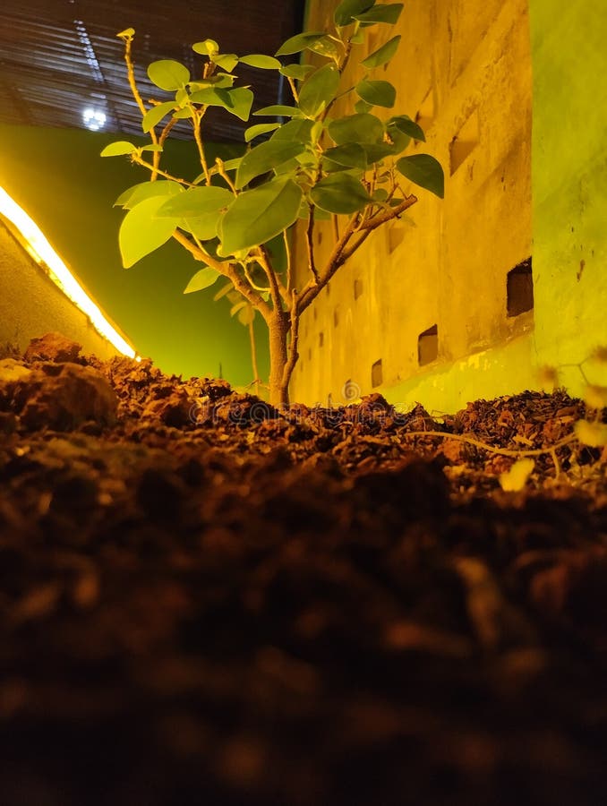 The Lighting is Warm and Dramatic, Possibly from Artificial Yellow ...