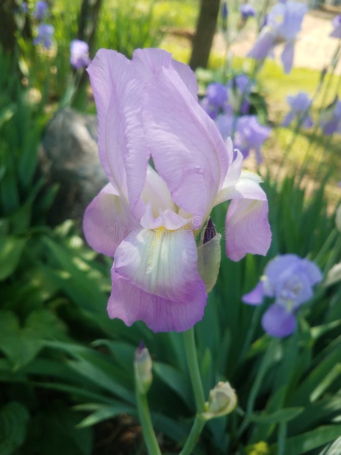 Light purple iris stock image. Image of flower, colored - 117390493