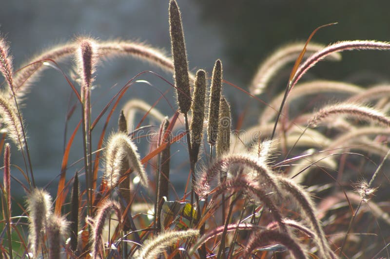 Wild Grass At Summer Sunset Stock Photo - Image of nature, background ...