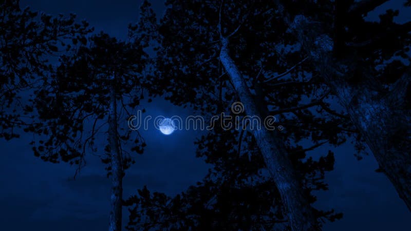 Lightning Behind Tall Trees in Storm Winds at Night Stock Video - Video ...