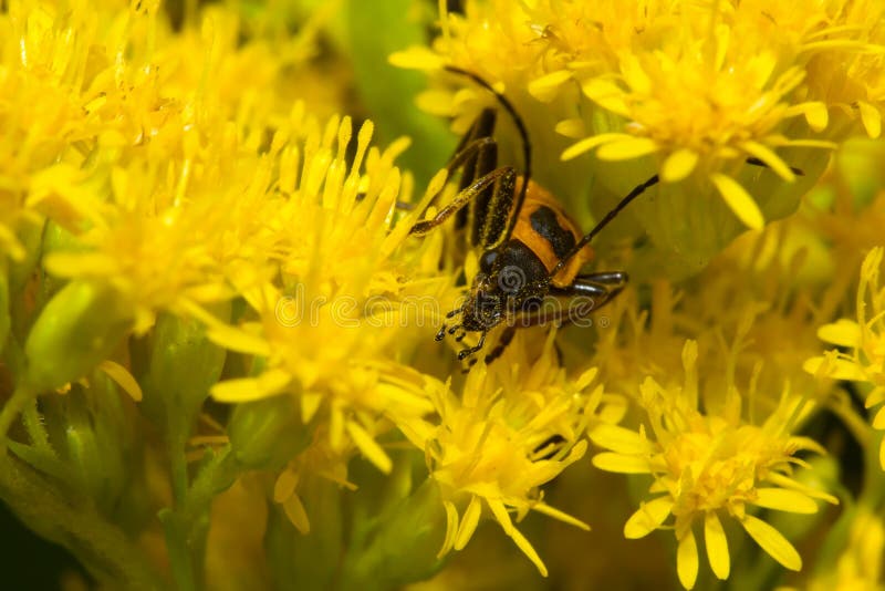 Lightning Bug. stock photo. Image of daylight, science - 11992708