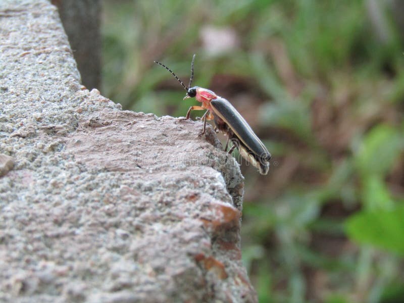 Bugs Lightning Stock Images - Download 102 Royalty Free Photos