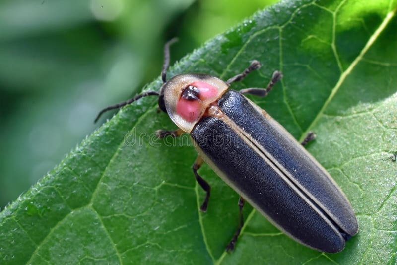 Lightning Bug Firefly Resting on Leaf Stock Image - Image of resting ...