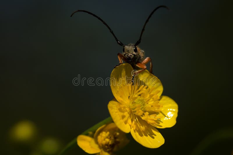 Lightning Bug stock image. Image of close, nature, calm - 42378045