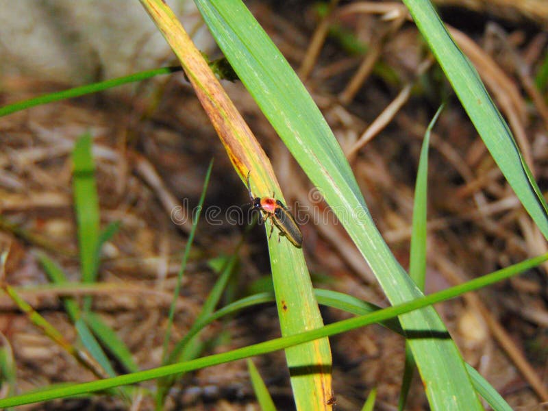 Lightning Bugs stock image. Image of fireflies, insect - 95119877