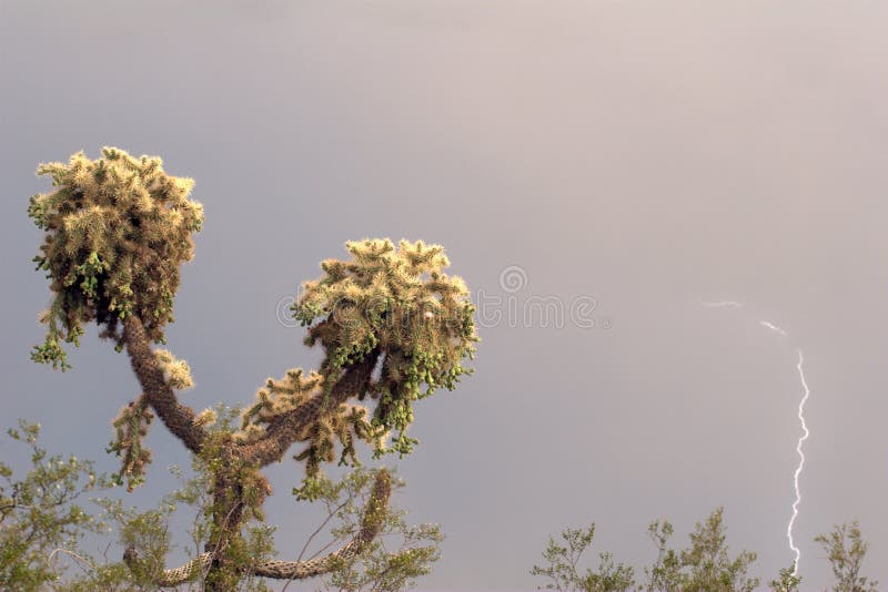 Lightning Cactus stock image. Image of jumping, cactus - 10642797