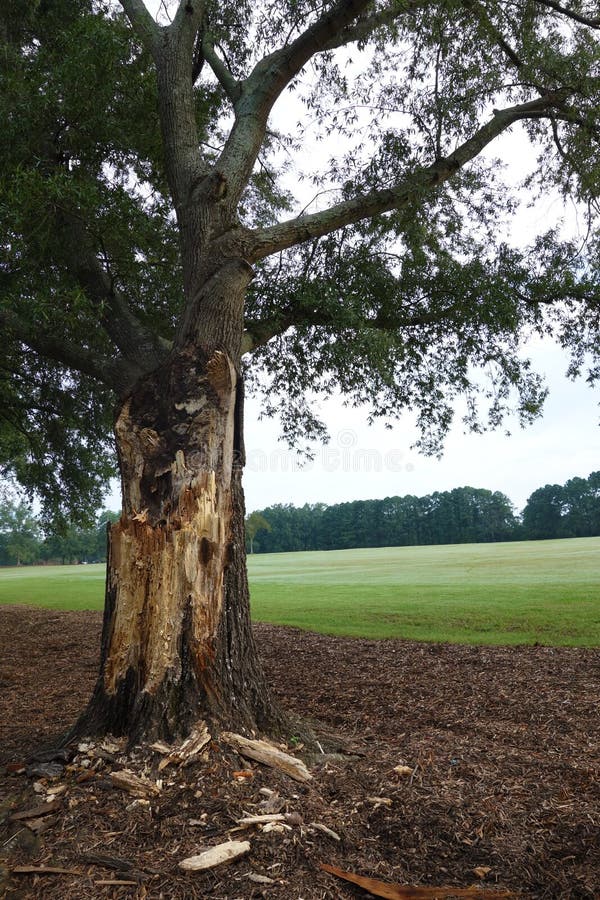 Lightning damaged tree stock image. Image of damage - 127916647