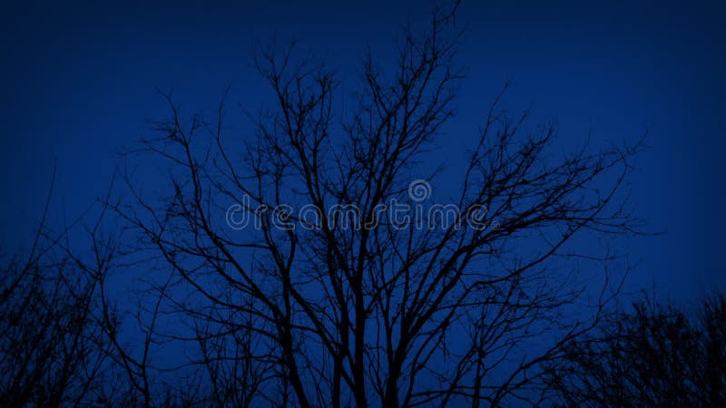 Lightning Flashes Behind Dead Tree Scary Scene Stock Footage - Video of ...