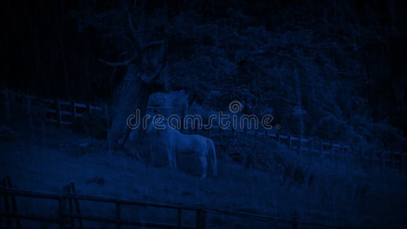 Lightning Lights Up Horse Sheltering Under Tree during Storm Stock ...