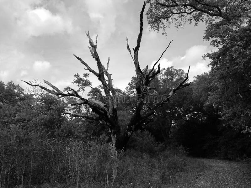 487 Tree Struck Lightning Stock Photos - Free & Royalty-Free Stock ...