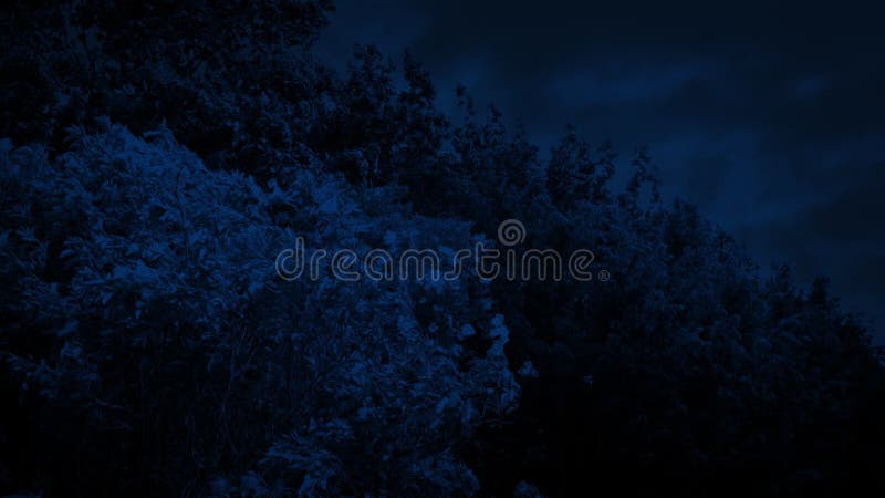 Lightning Strikes Behind Trees on Stormy Night Stock Footage - Video of ...