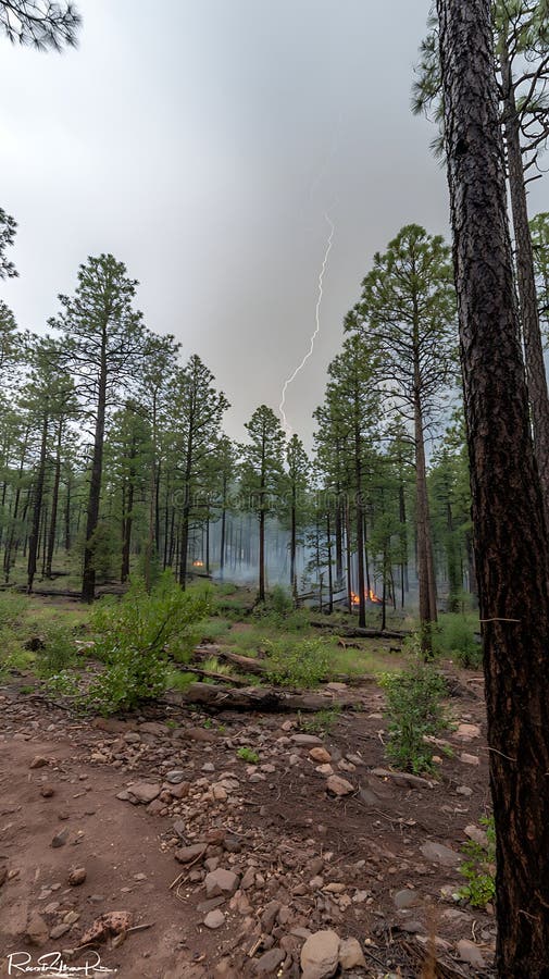 Lightning Strikes Forest Fire in Dramatic Thunderstorm Scene Stock ...