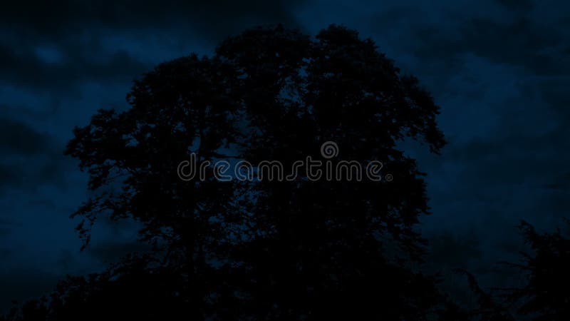 Lightning Strikes Light Up Tree Silhouette at Night Stock Video - Video ...
