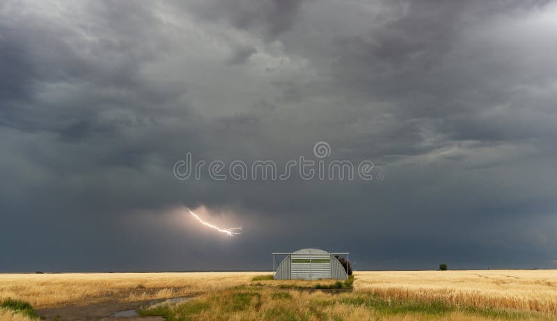 Lightning Strikes Over a Wheat Field and a Metal Barn during a Stormy ...