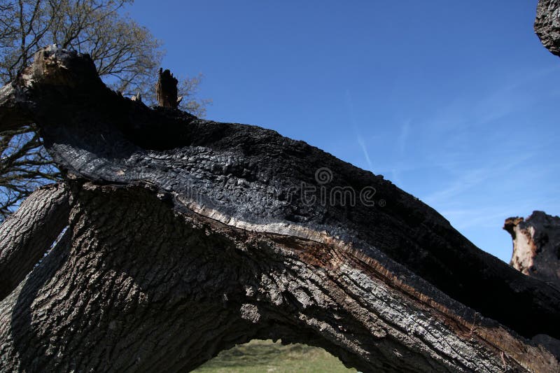 Lightning Struck Oak Tree with Inside Turned To Charcoal Stock Photo ...